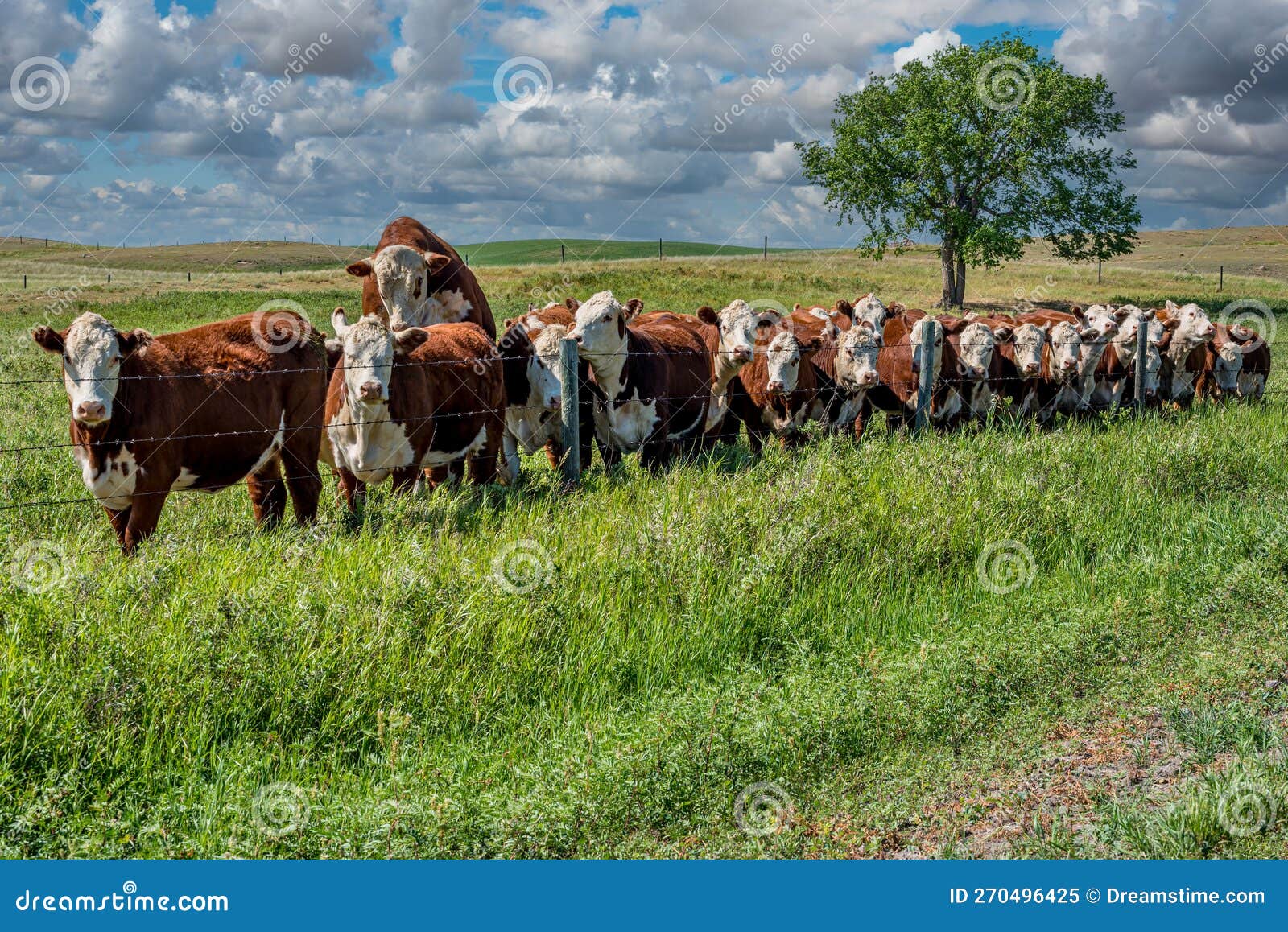 A Bull Mounted on a Cow Impregnating Her in a Pasture Stock Image ...