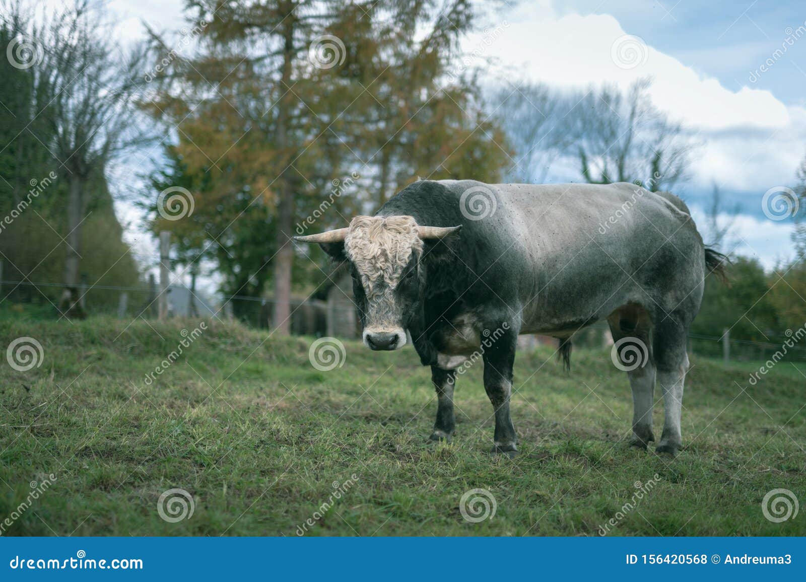 Bull in the nature stock photo. Image of pyraacopy, beautiful - 156420568
