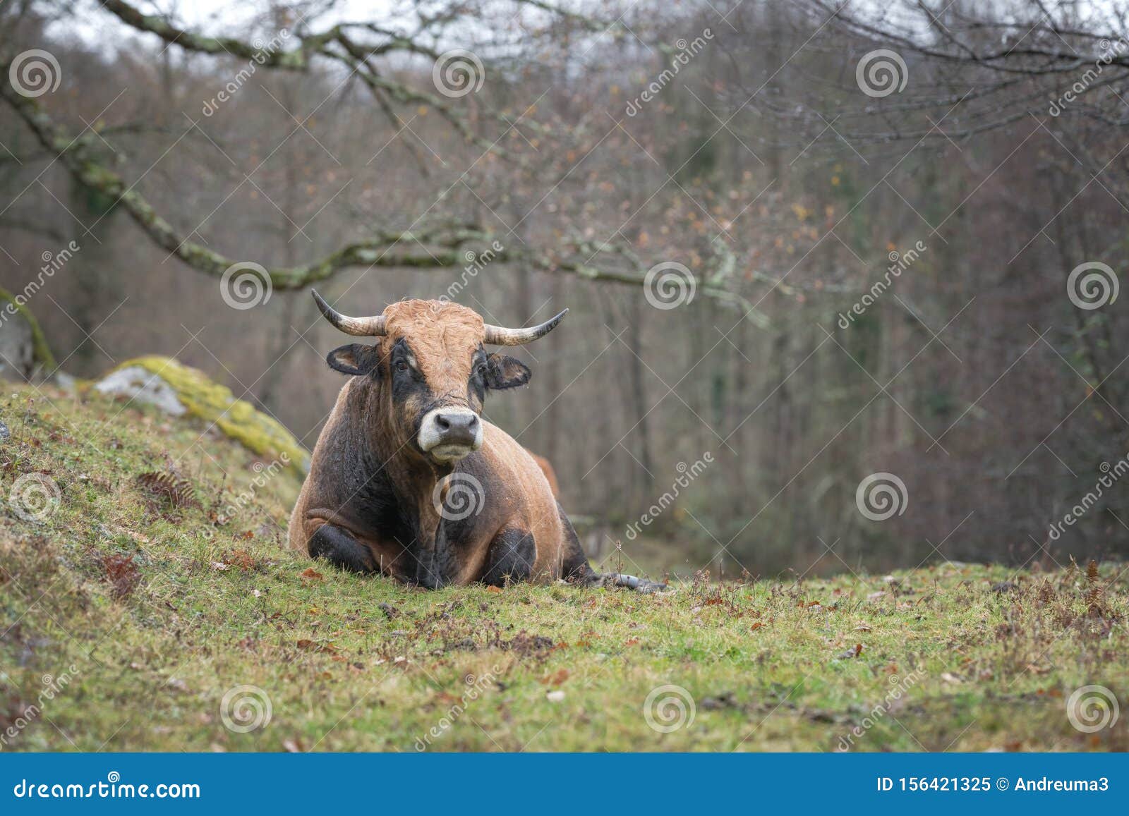 Bull in the nature stock image. Image of mist, backlight - 156421325
