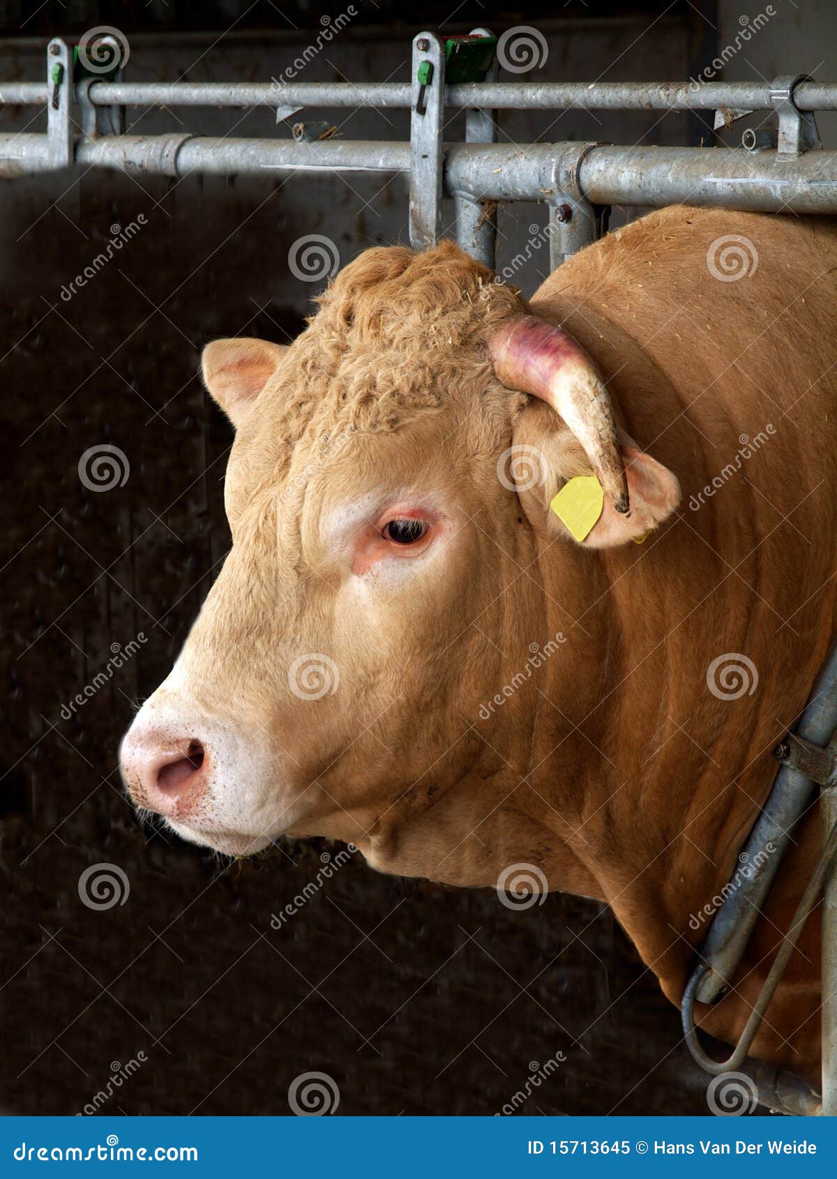 Bull-neck stock image. Image of haired, animal, horn - 15713645