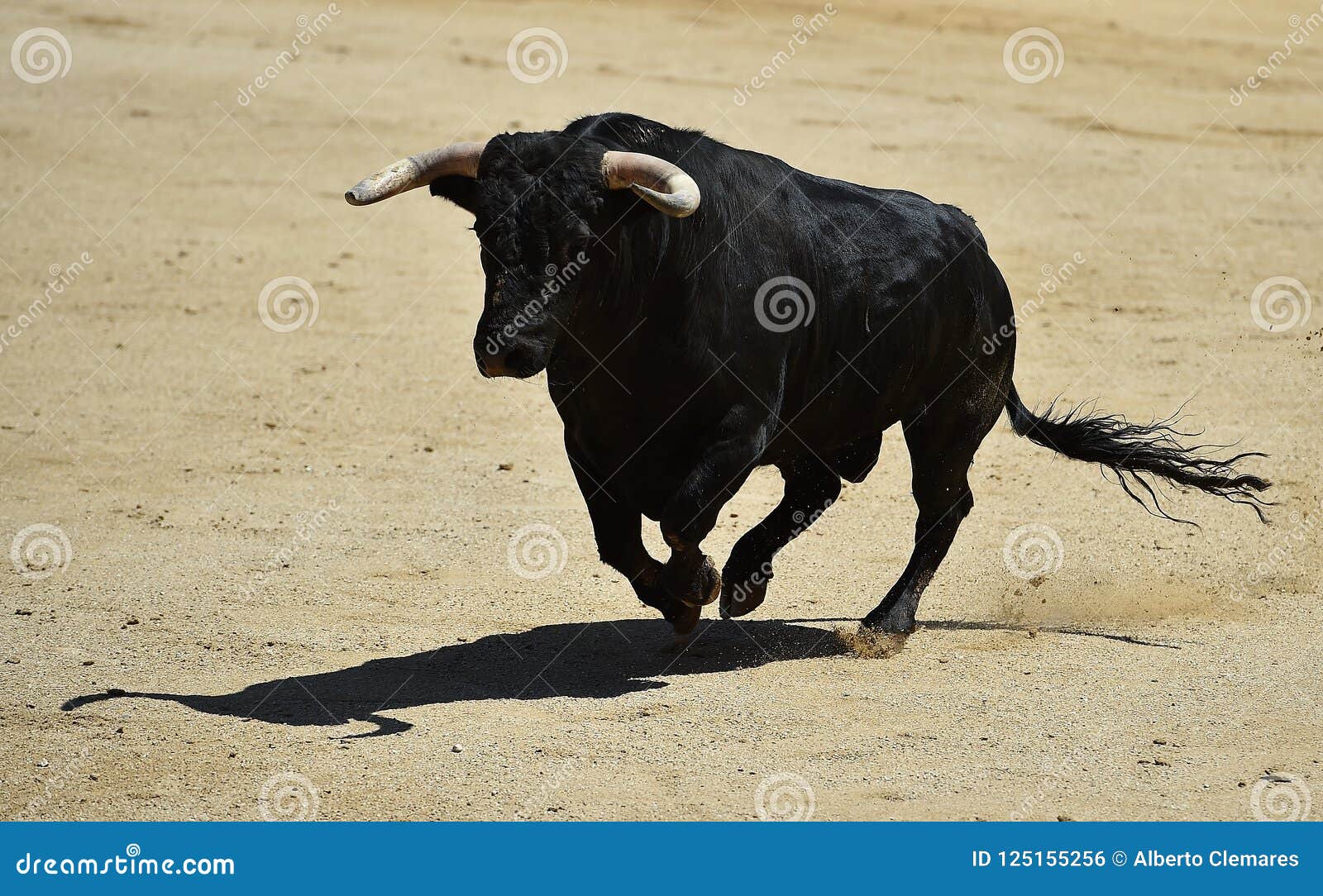 Bull negra enojada foto de archivo. Imagen de enojado - 125155256