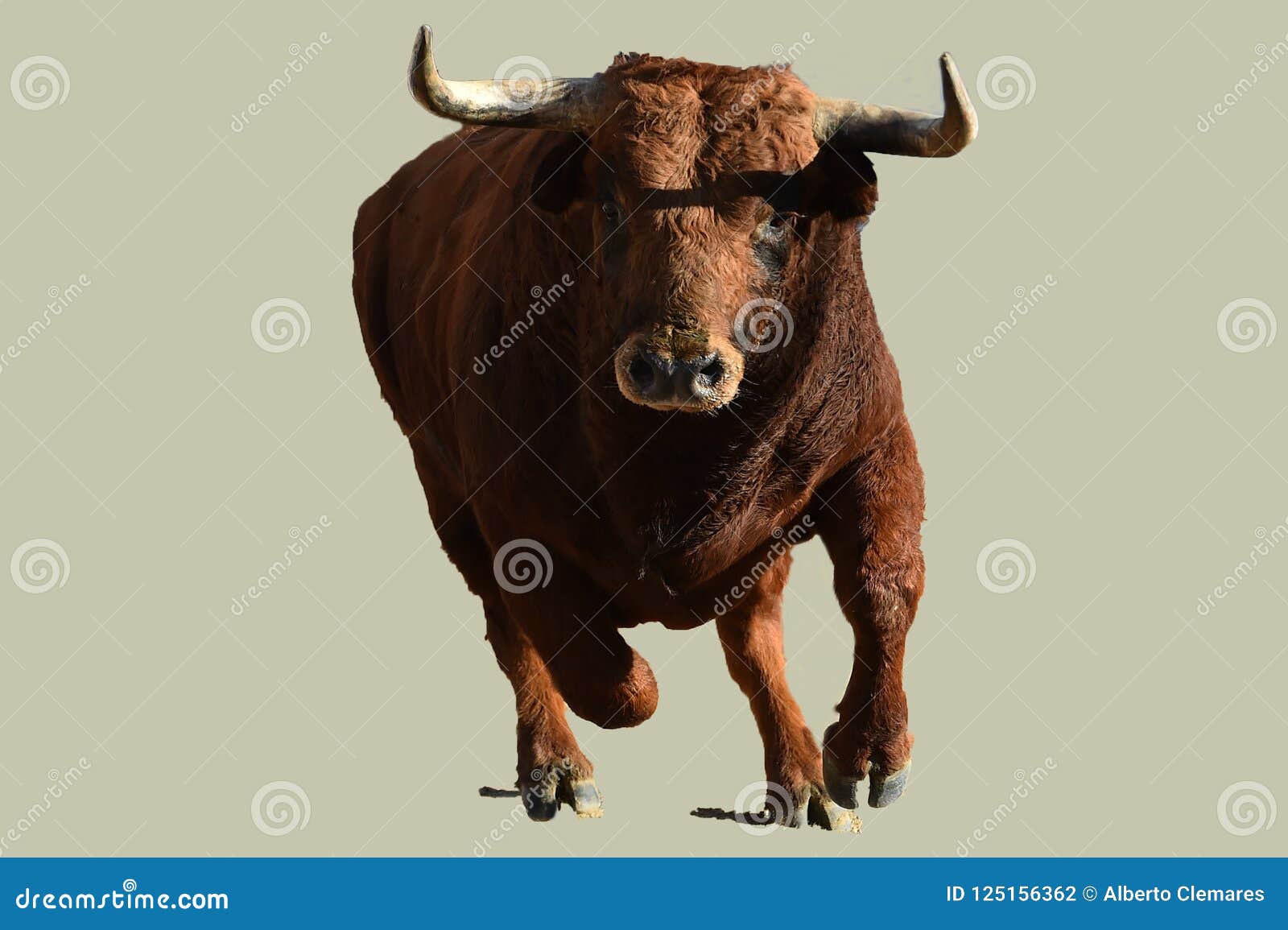 Bull negra enojada foto de archivo. Imagen de grande - 125156362