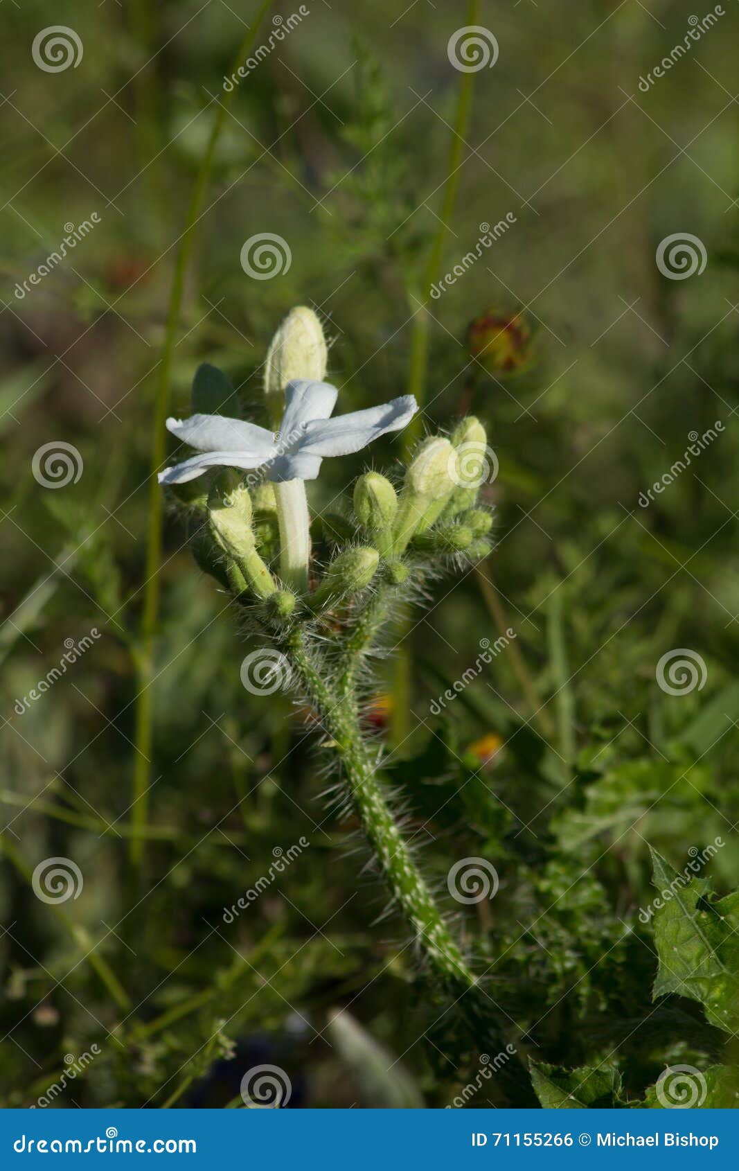 Bull Nettle stock photo. Image of nettle, wind, needles - 71155266