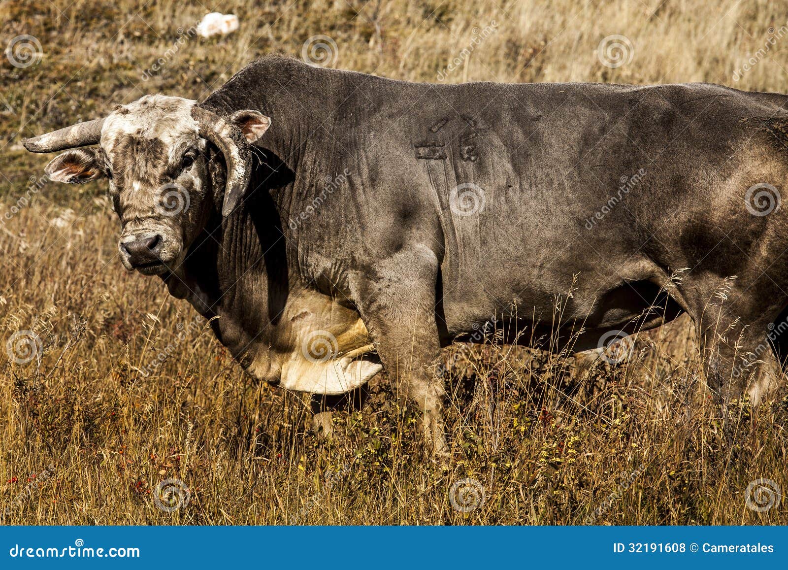 Bull stock photo. Image of country, bovine, life, head - 32191608