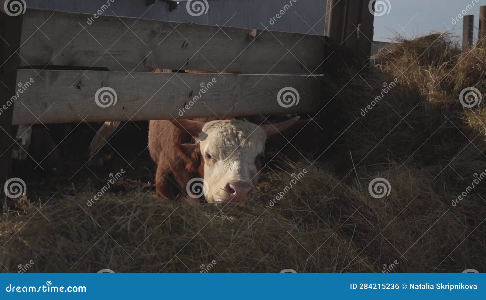 The Bull in the Paddock Eats Hay Stock Footage - Video of dairy, meadow ...