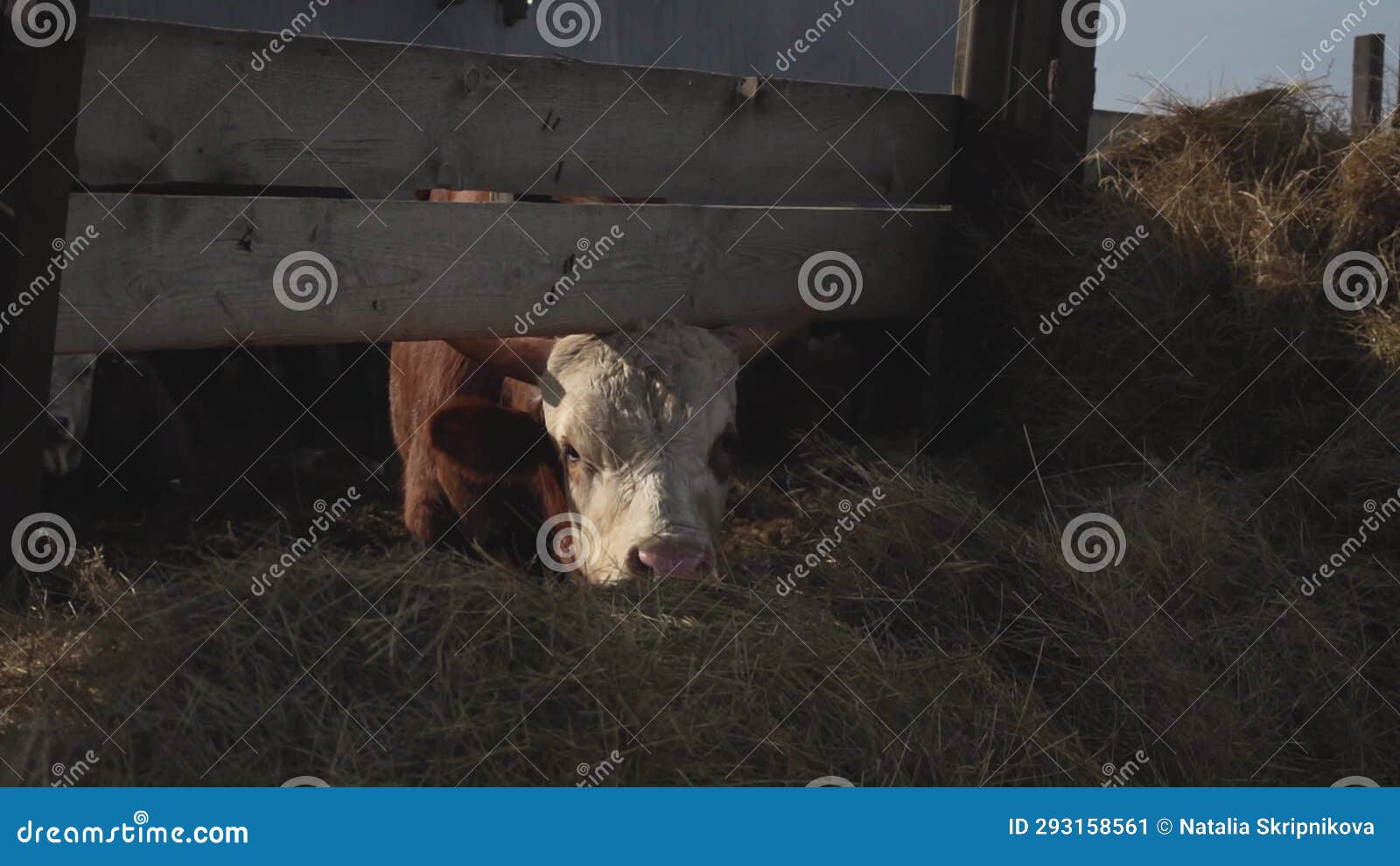 The Bull in the Paddock Eats Hay Stock Video - Video of cattle, farmer ...