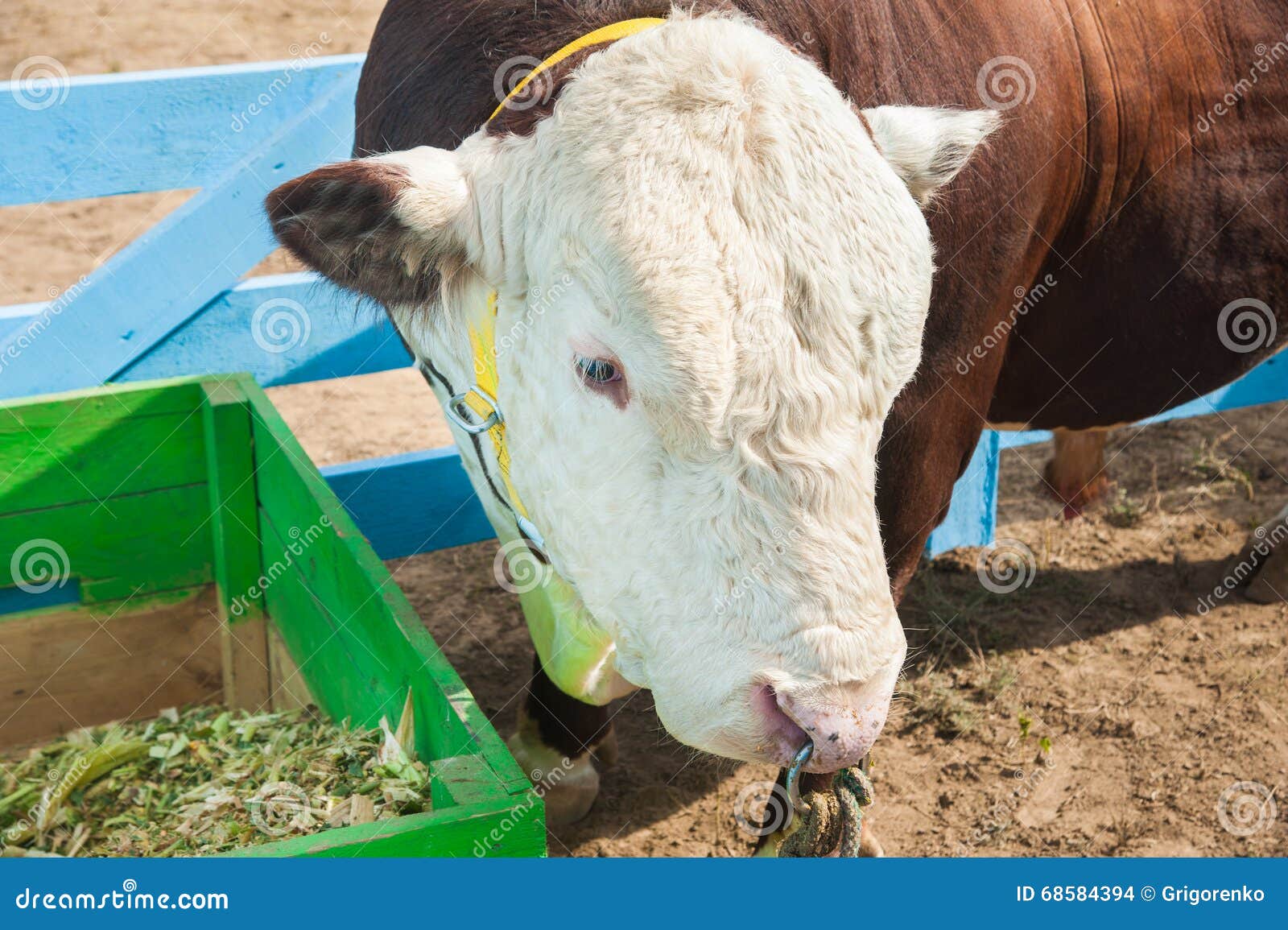 Bull in the paddock stock photo. Image of eating, rural - 68584394