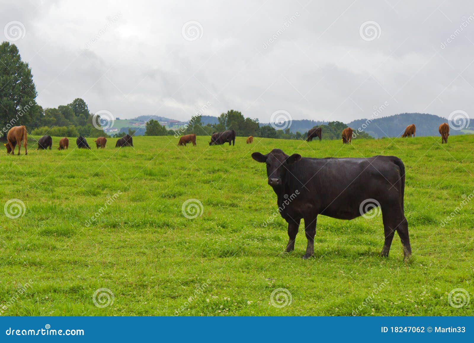 Bull on pasture stock photo. Image of farm, animal, green - 18247062