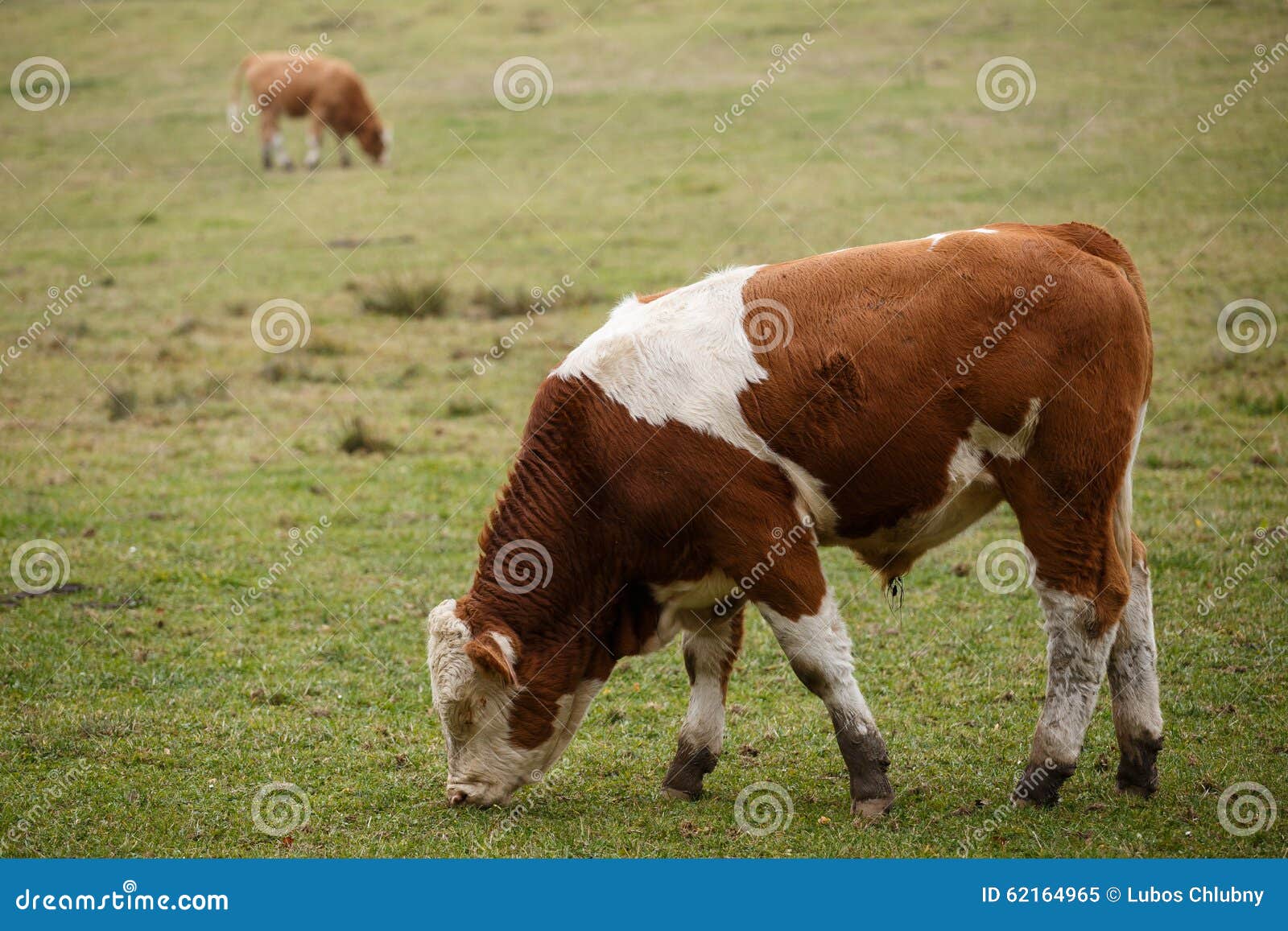 Bull in pasture stock image. Image of graze, livestock - 62164965