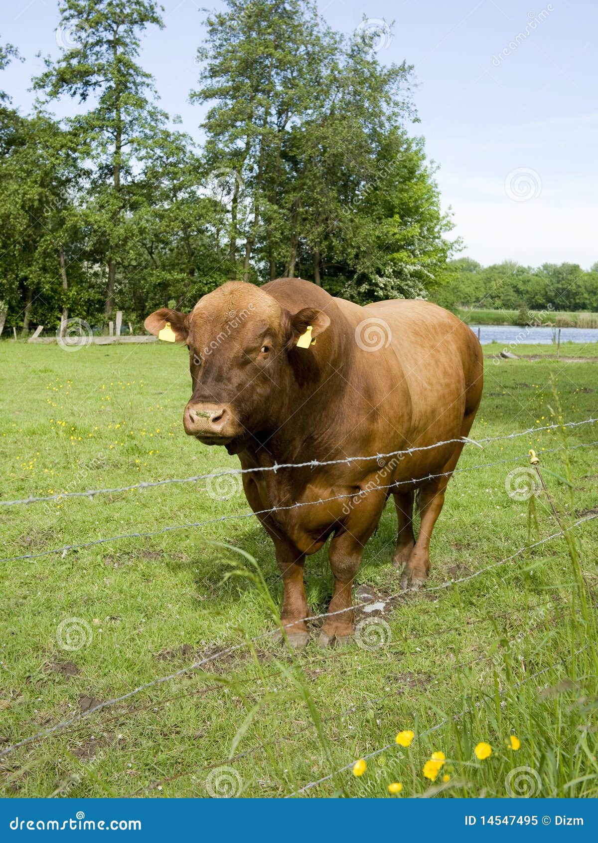 Bull Portrait stock image. Image of pier, tribal, animal - 14547495