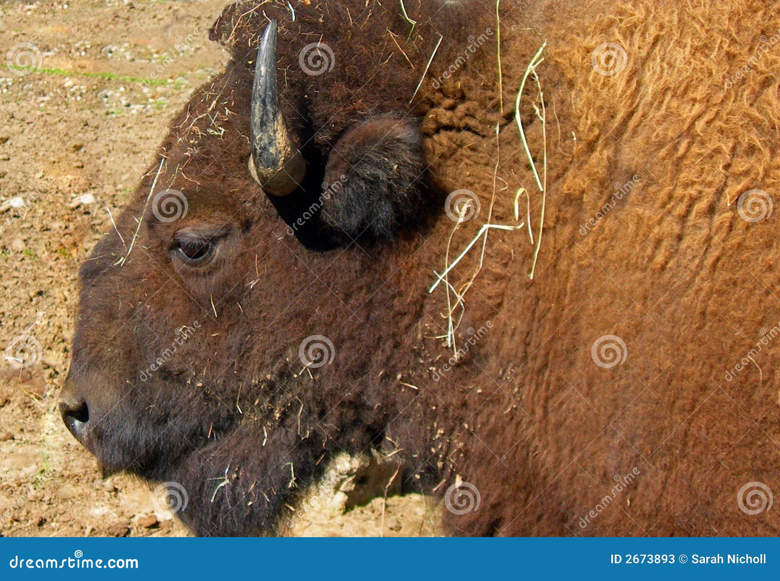 Bull Profile stock image. Image of head, barn, portrait - 2673893