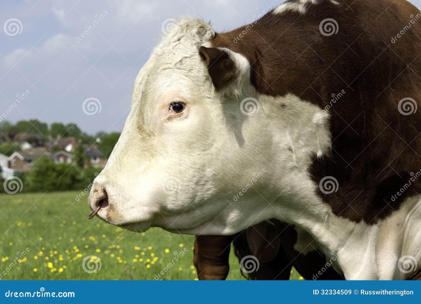 Bull profile stock image. Image of farm, cattle, profile - 32334509