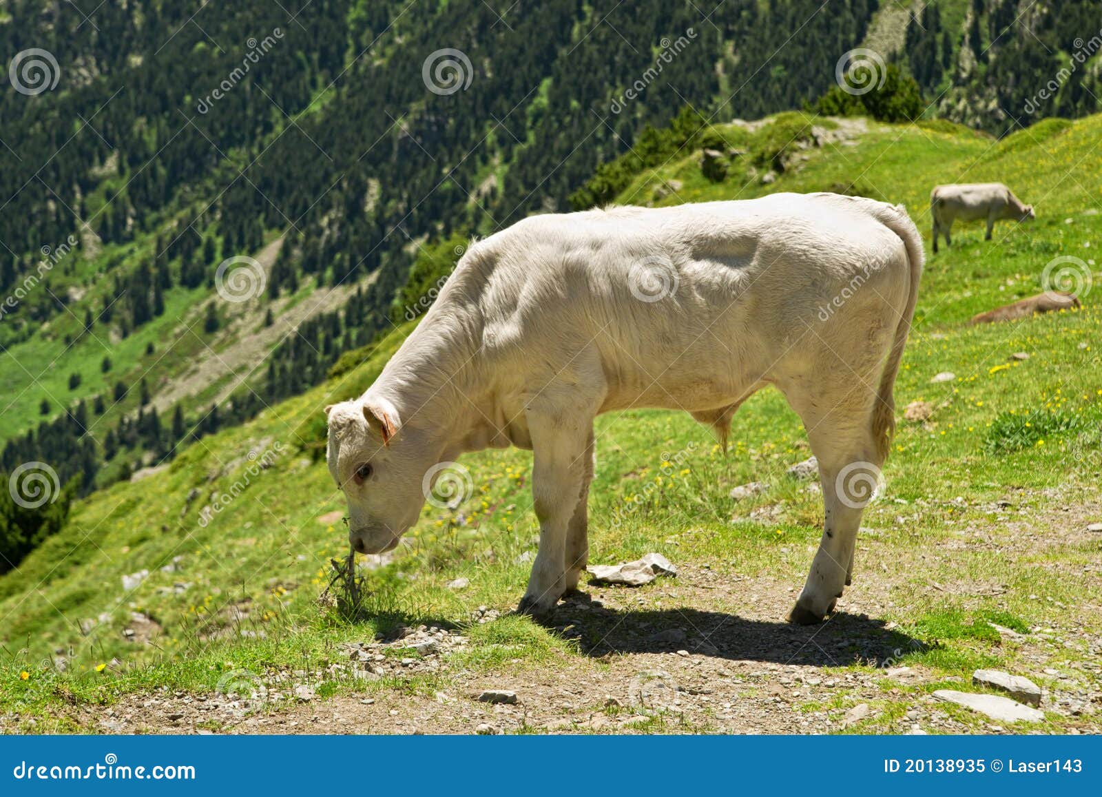 The bull in Pyrenees stock image. Image of bull, rural - 20138935