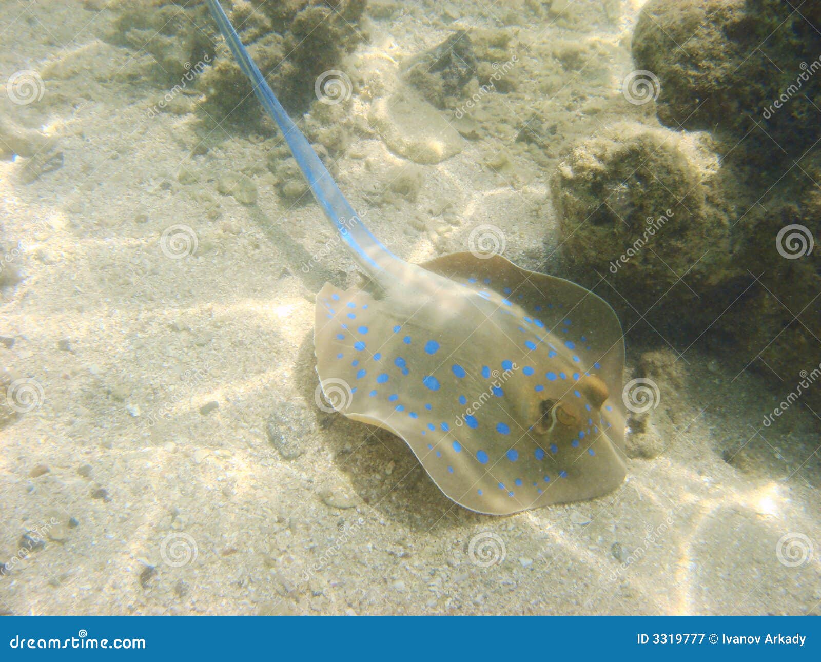 Bull ray stock image. Image of environmental, ecology - 3319777