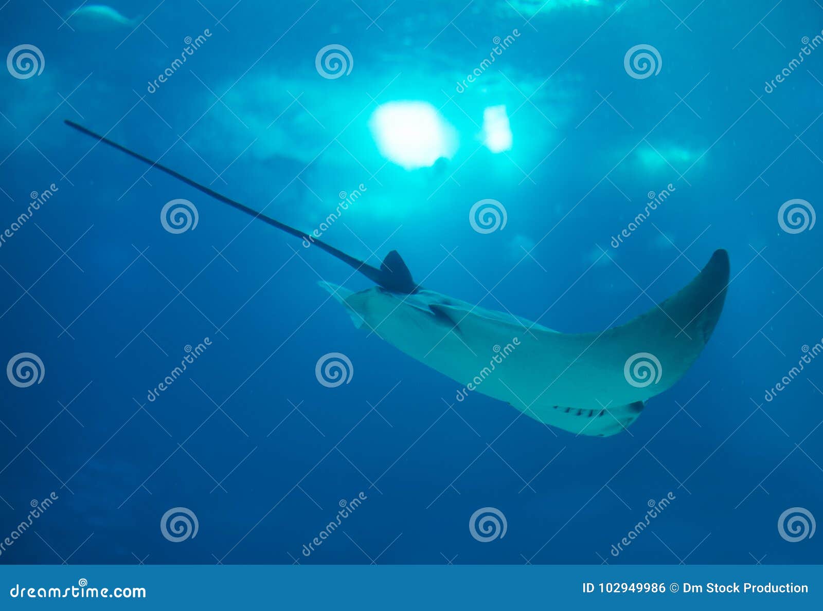 Bull Ray Swimming in the Sea. Stock Photo - Image of wild, bull: 102949986