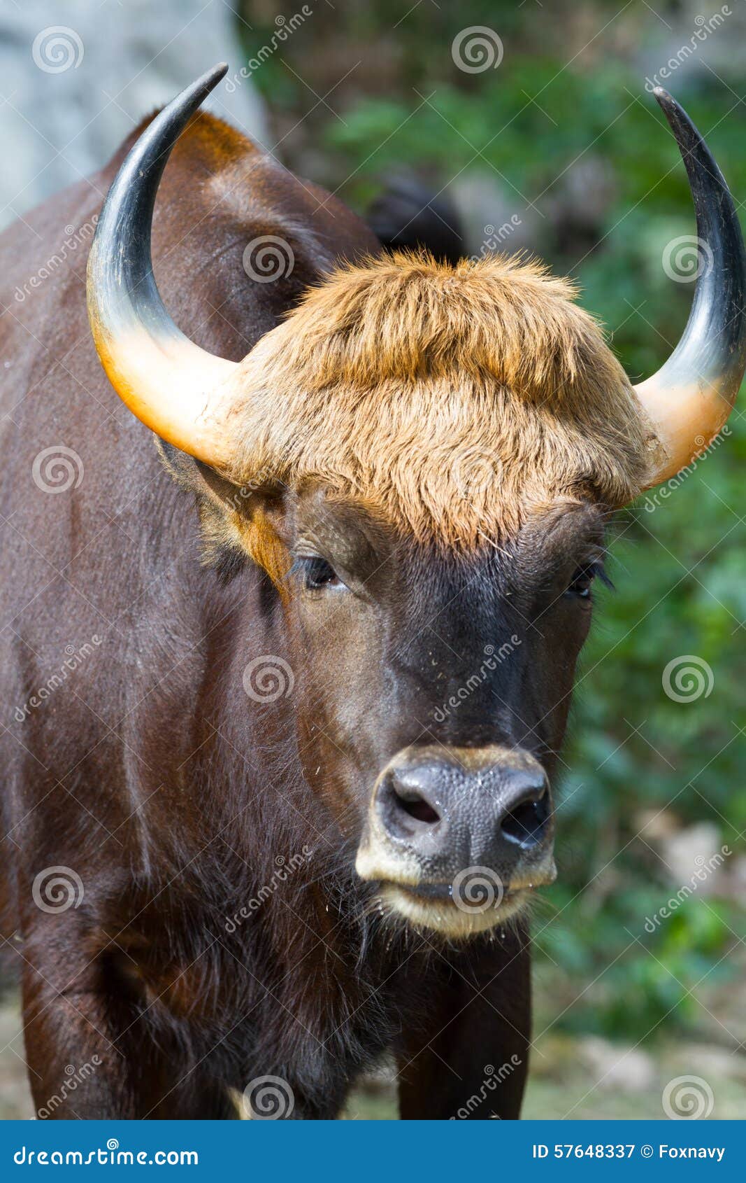 Bull stock image. Image of horned, conservation, gaur - 57648337