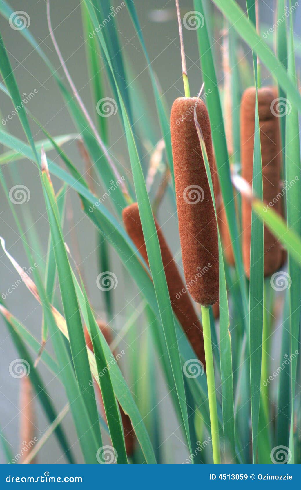 Bull reed stock image. Image of typha, latifolia, ecosystem - 4513059