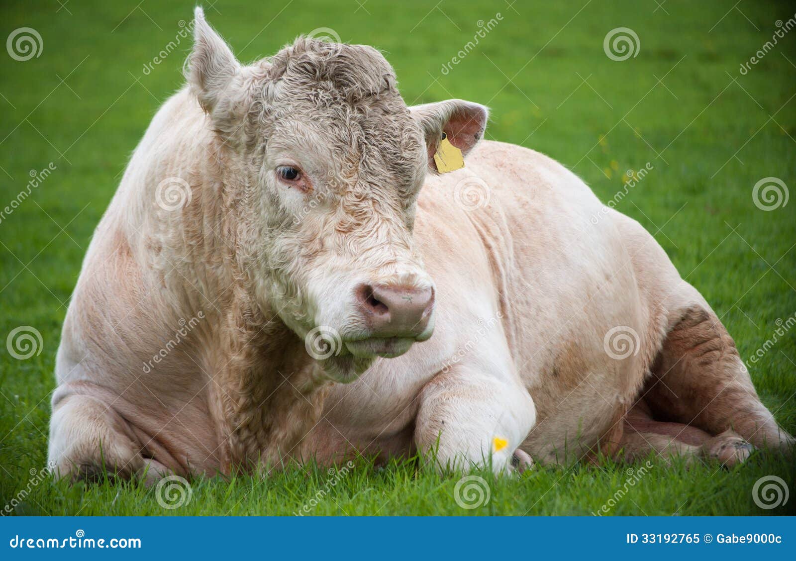 Bull resting in a field stock image. Image of country - 33192765