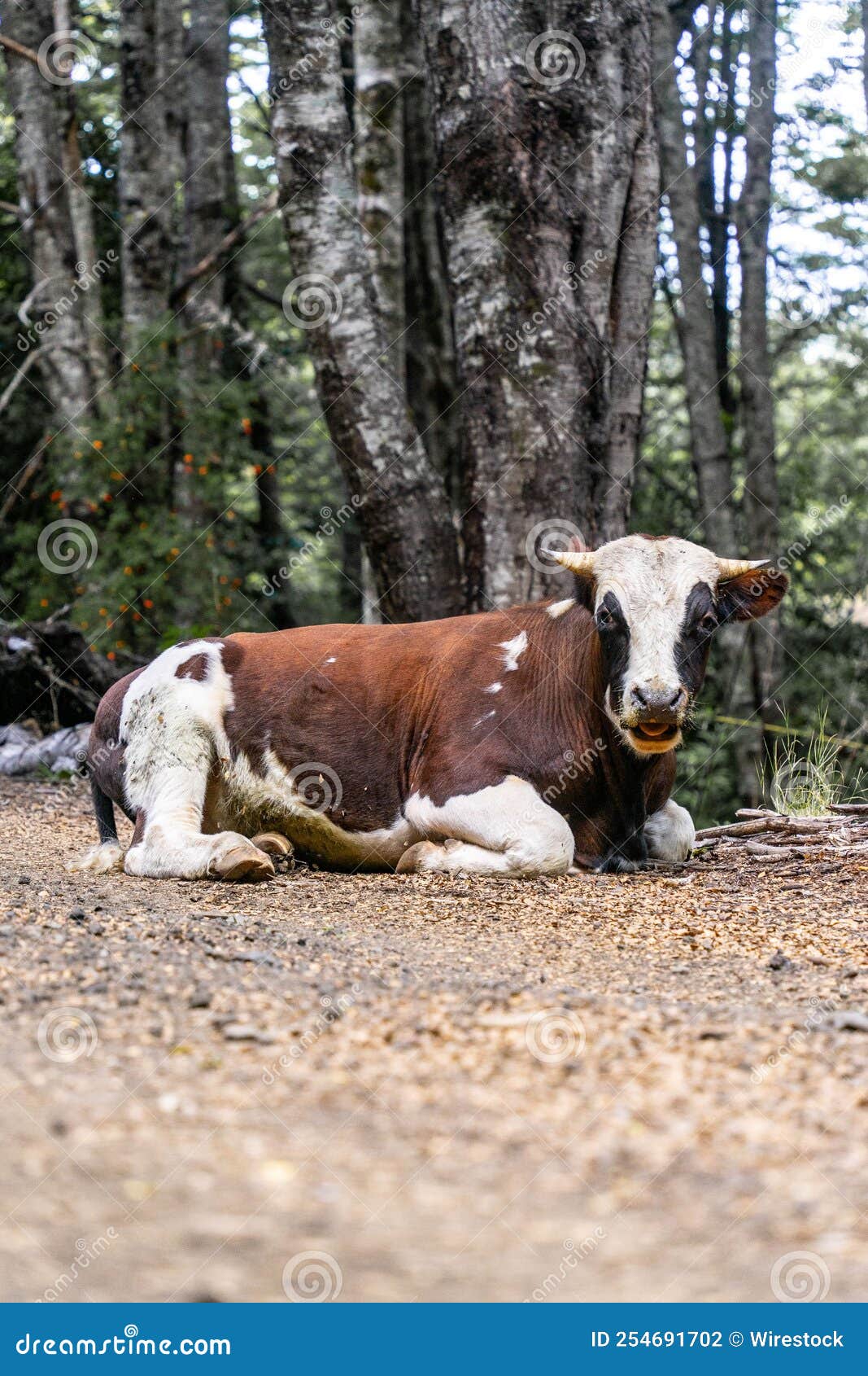 Bull Resting on the Meadows by the Trees in a Forest Stock Photo ...