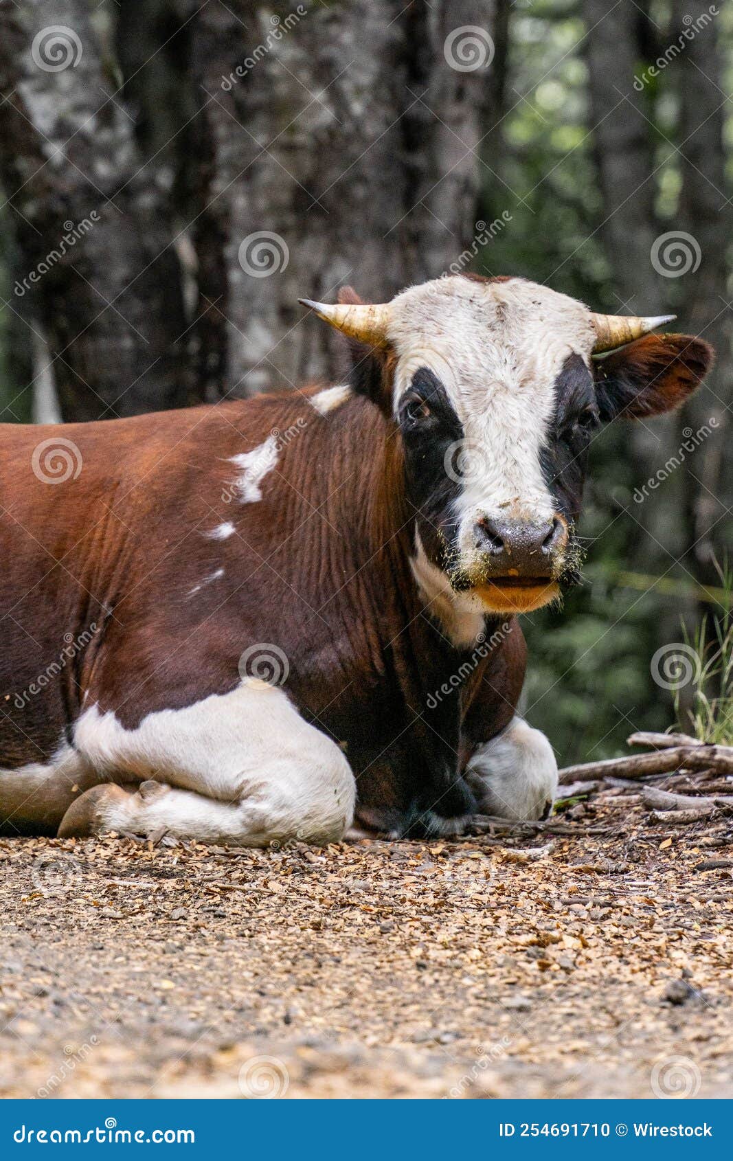 Bull Resting on the Meadows by the Trees in a Forest Stock Photo ...
