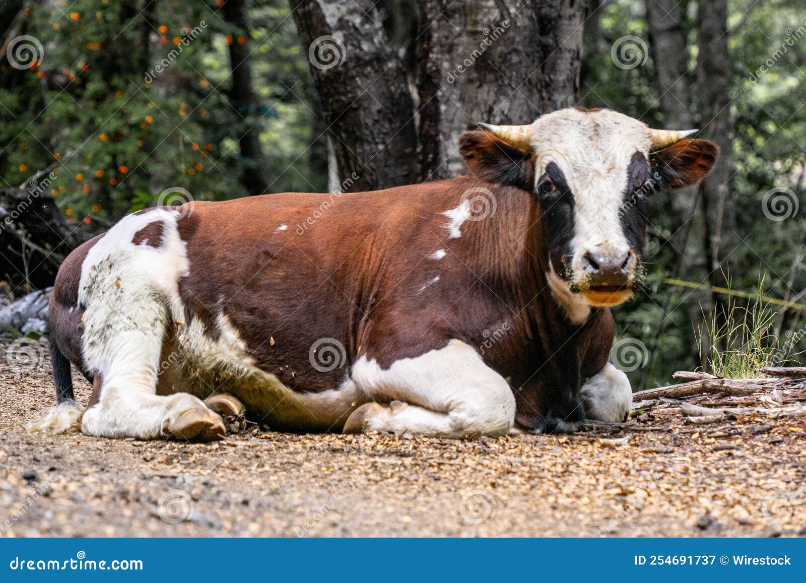 Bull Resting on the Meadows by the Trees in a Forest Stock Image ...