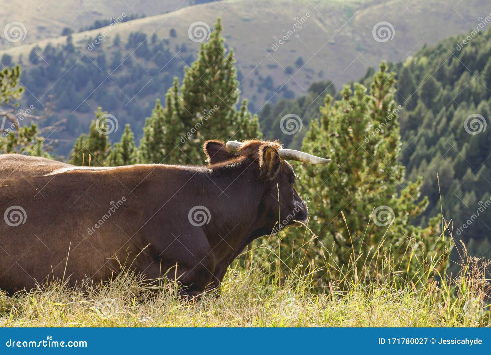 Bull Resting in the Mountains Stock Image - Image of farming, beef ...