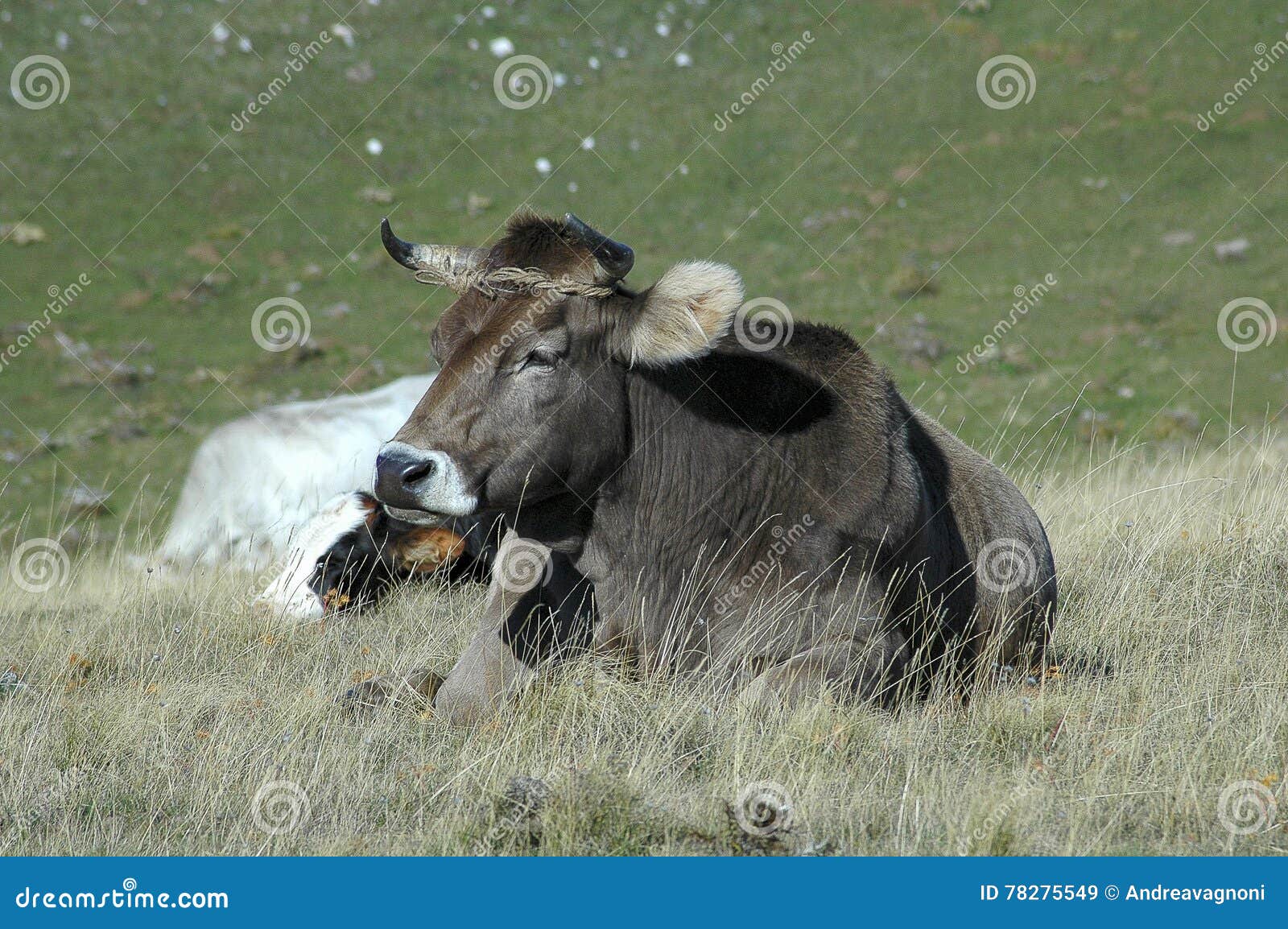 The bull is resting stock image. Image of meadow, country - 78275549