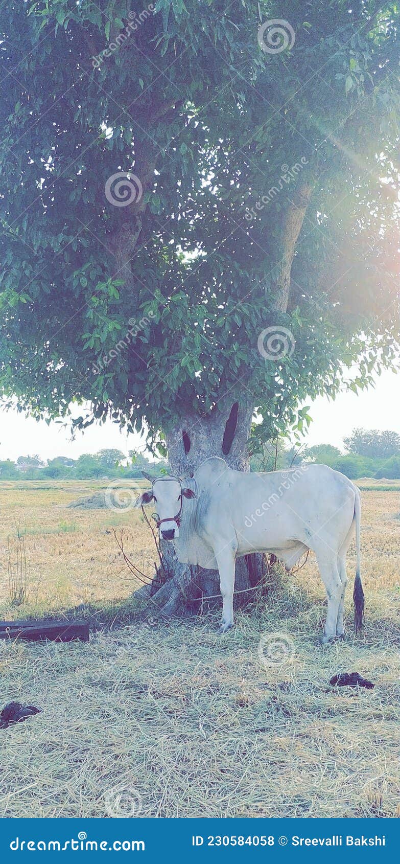 Bull resting under a tree stock photo. Image of village - 230584058