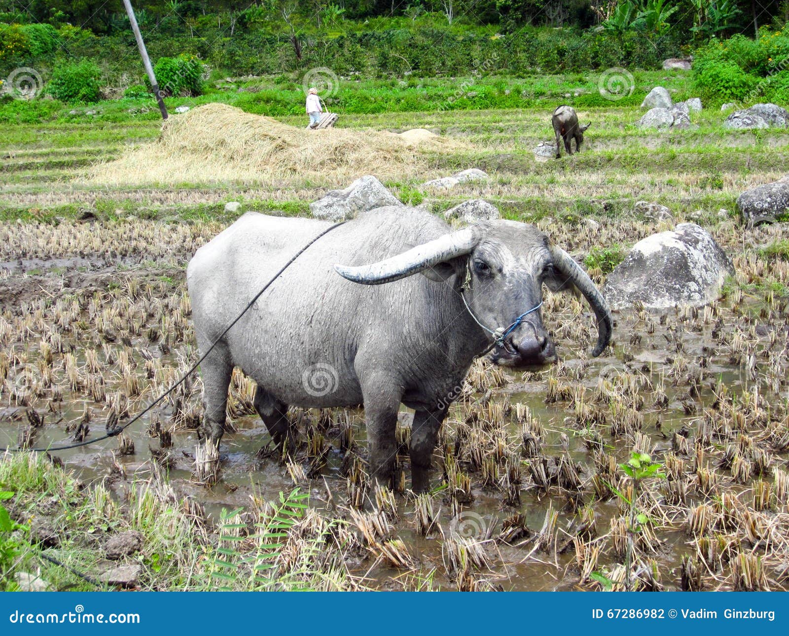 Bull on the Rice Field on Mountain Stock Photo - Image of garden, park ...