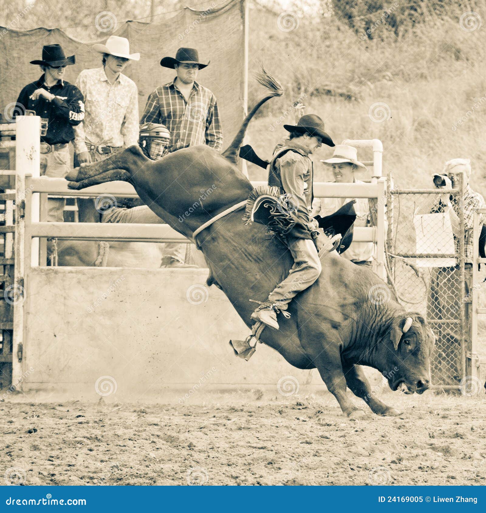 Bull Ride editorial image. Image of taralga, rodeo, bull - 24169005