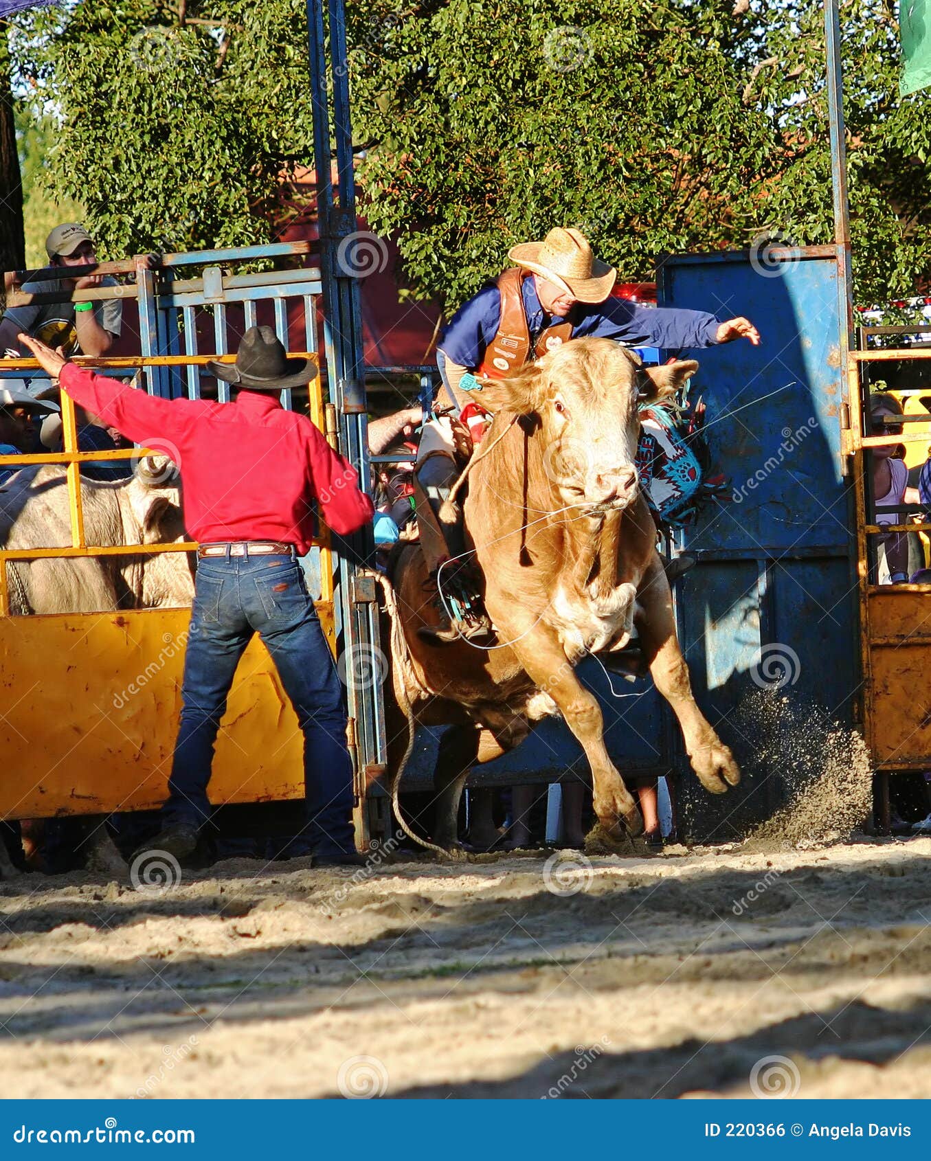 Bull Rider 2 stock photo. Image of steer, competition, wild - 220366