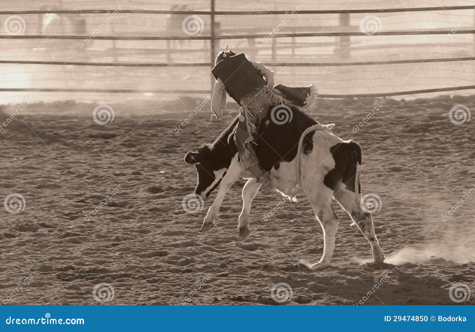 Bull rider editorial image. Image of american, tradition - 29474850