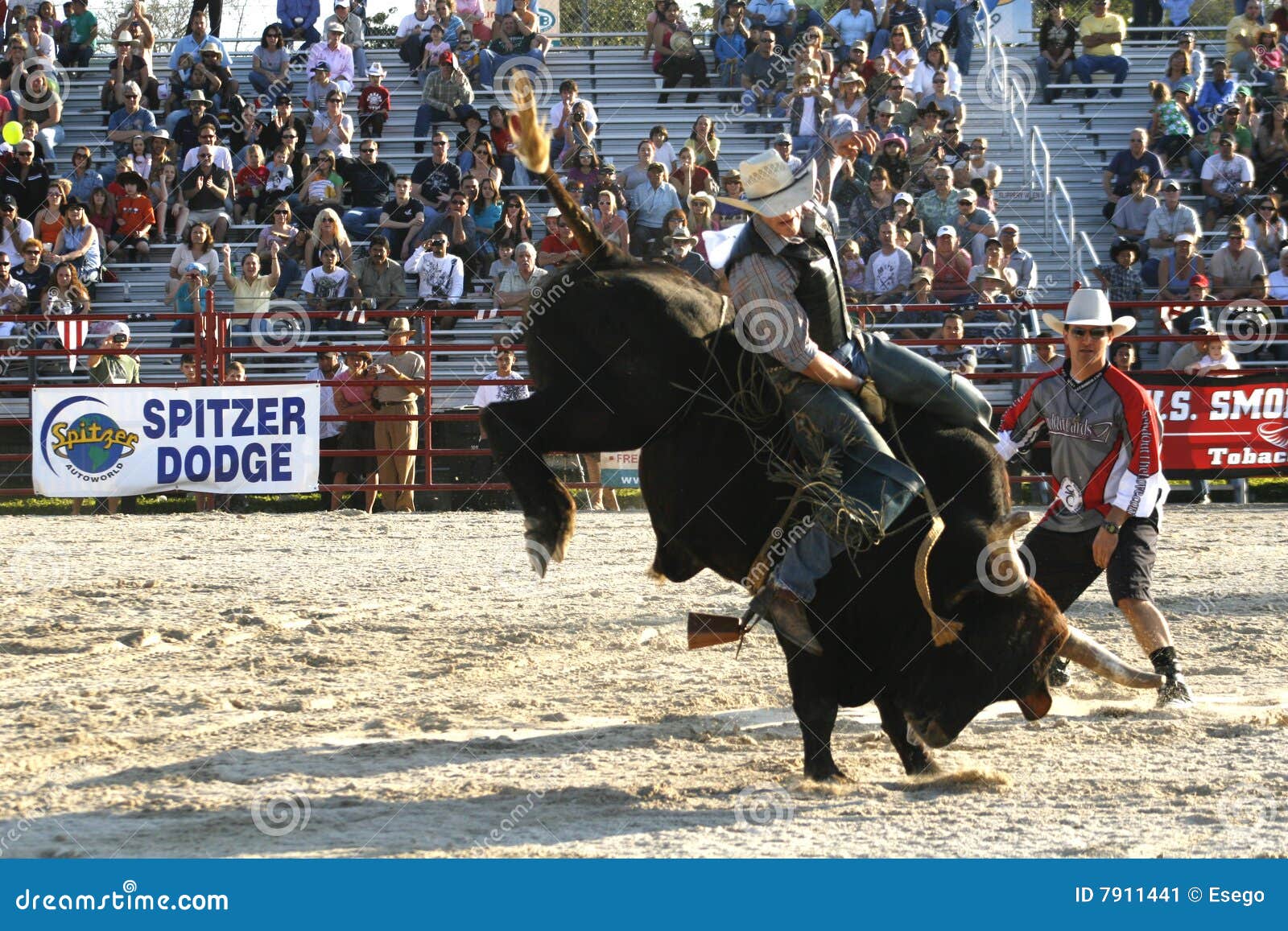 Bull Rider editorial photo. Image of western, danger, action - 7911441