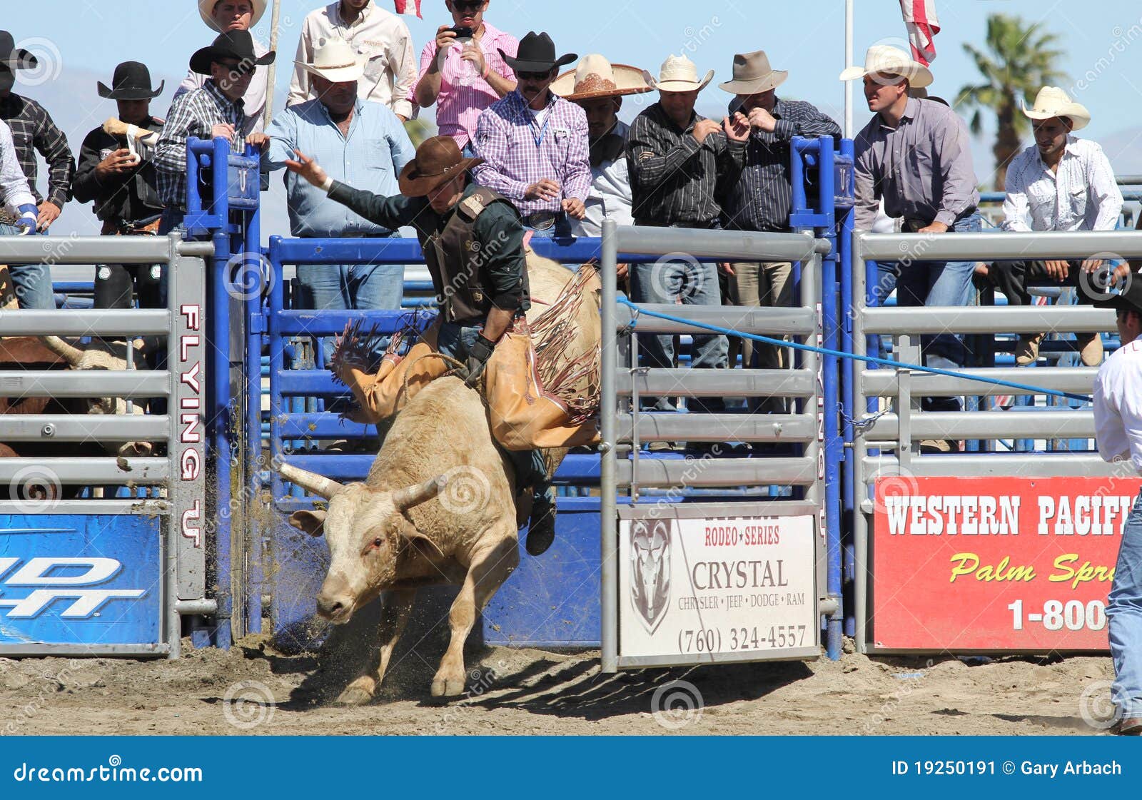 Bull Rider Out of the Gate editorial photo. Image of southern - 19250191