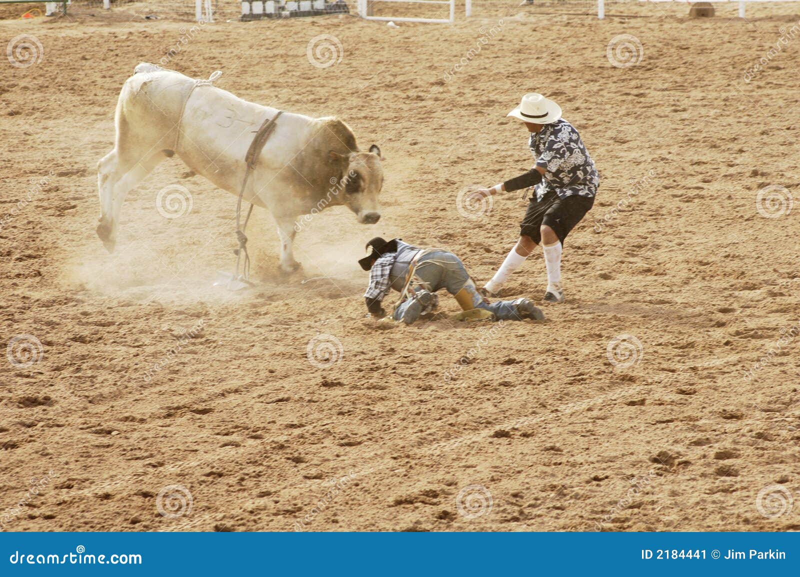 Bull riding 10 stock image. Image of riding, animals, fall - 2184441