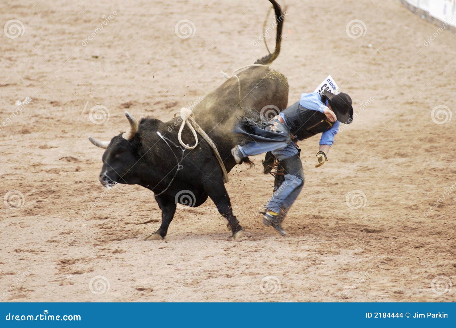 Bull riding 13 stock photo. Image of defeat, danger, brahma - 2184444