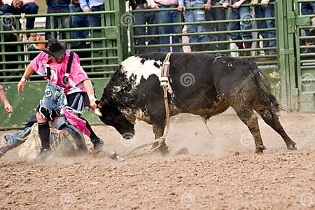 Bull riding editorial photography. Image of bucking, sport - 13267822