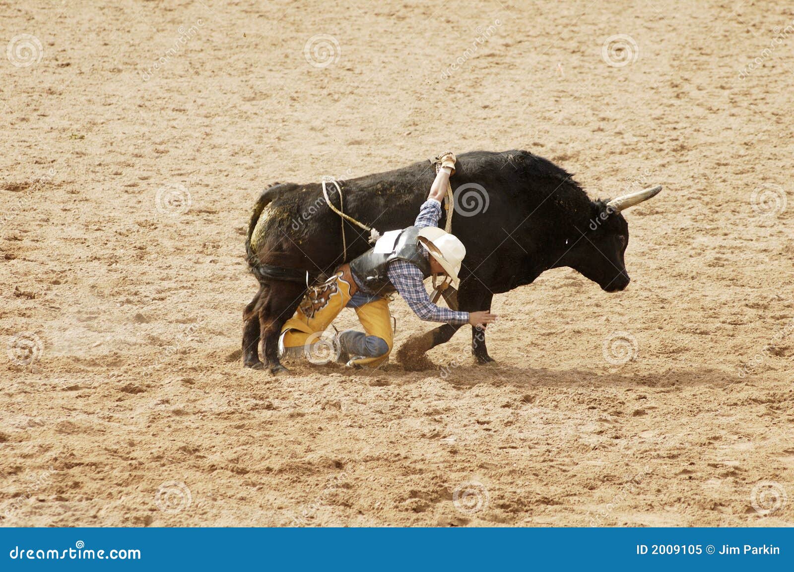 Bull riding 7 stock image. Image of fall, livestock, brahma - 2009105