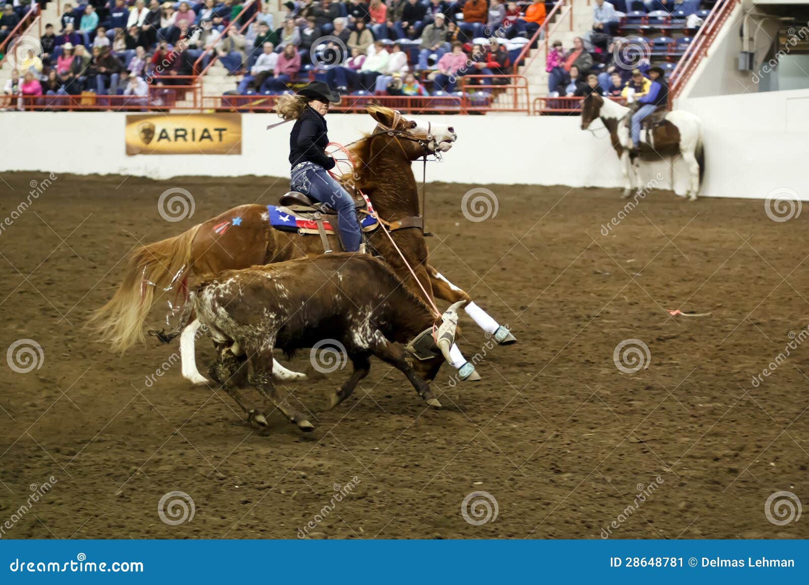 Bull Roping editorial photo. Image of spectators, dust - 28648781