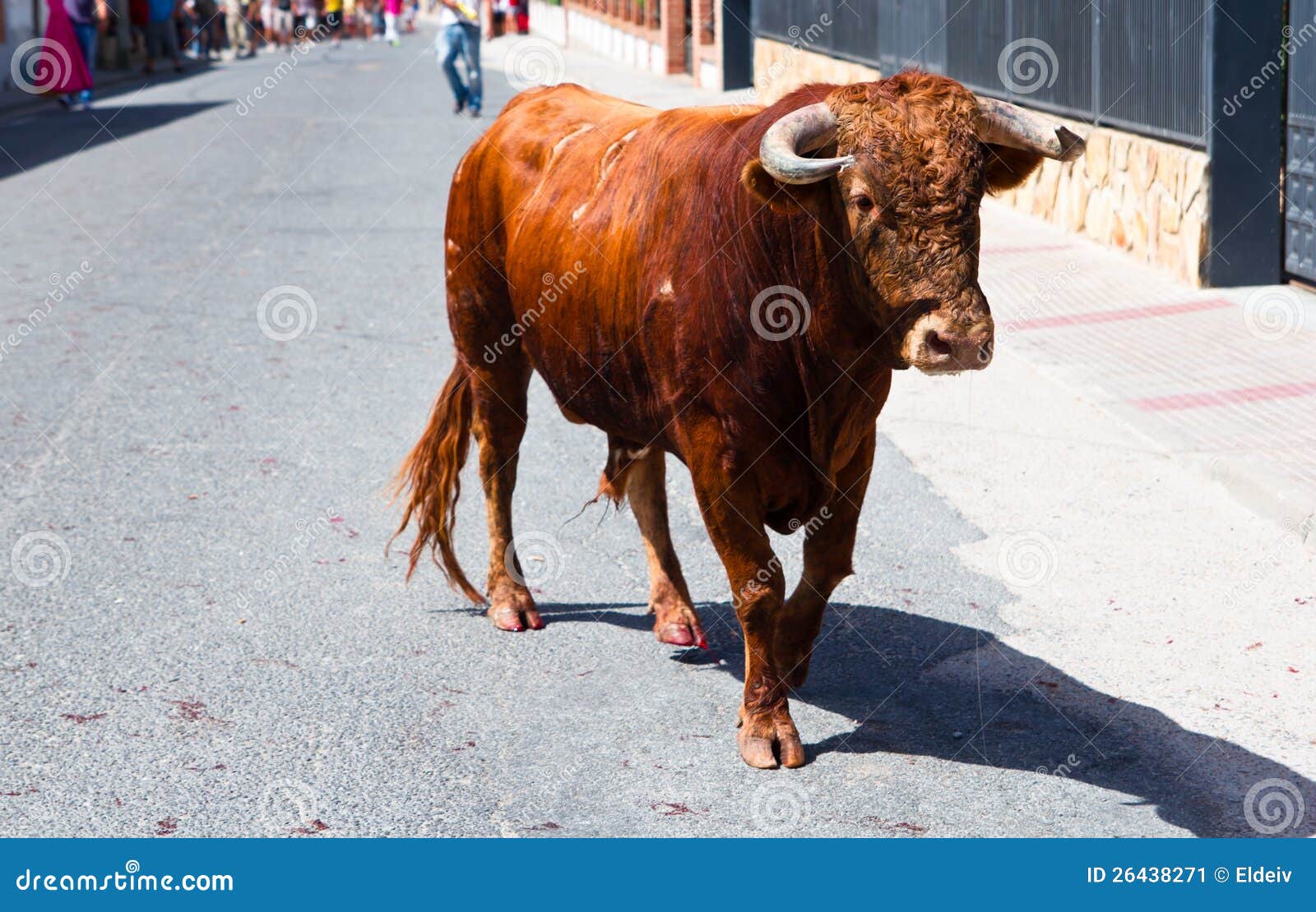 Bull Running stock image. Image of tradition, bull, running - 26438271