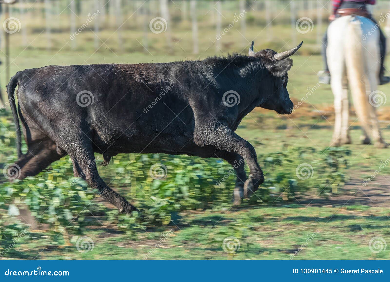 Bull running stock image. Image of male, black, danger - 130901445