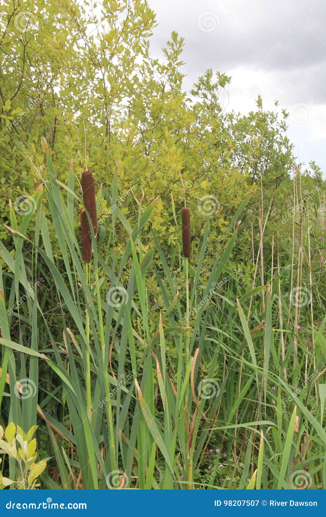 Bull rushes in marshland stock image. Image of rushes - 98207507