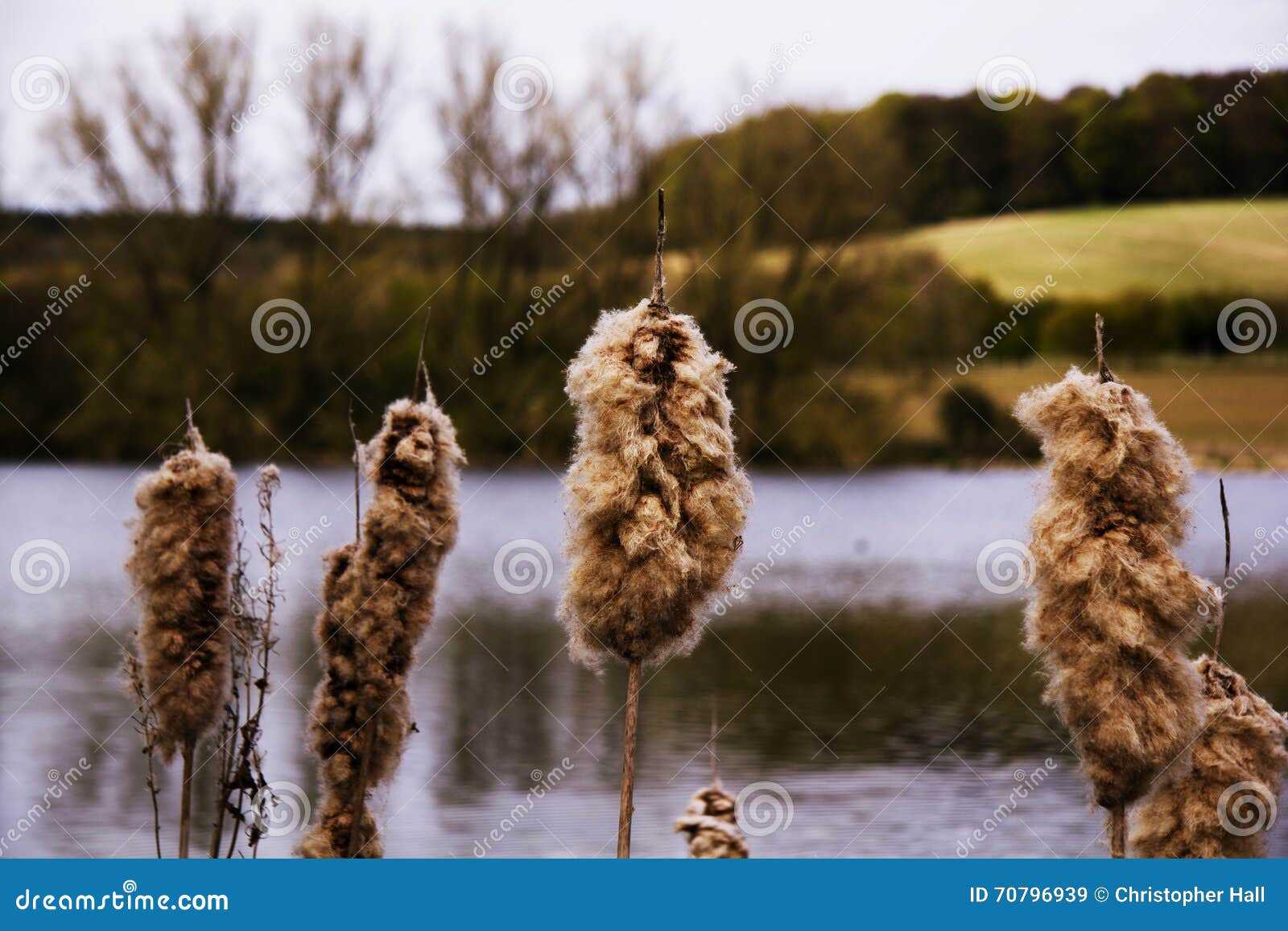Bull Rushes on the River Misbourne in the Chilterns Stock Image - Image ...