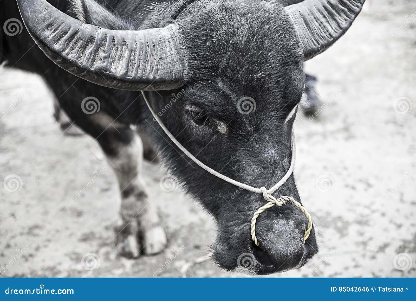 The bull`s head stock photo. Image of horn, power, cattle - 85042646