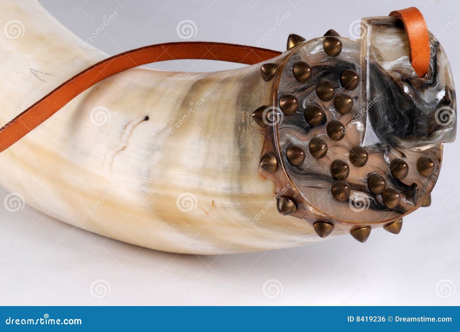 Bull s Horn stock photo. Image of tusk, bull, bone, carry - 8419236