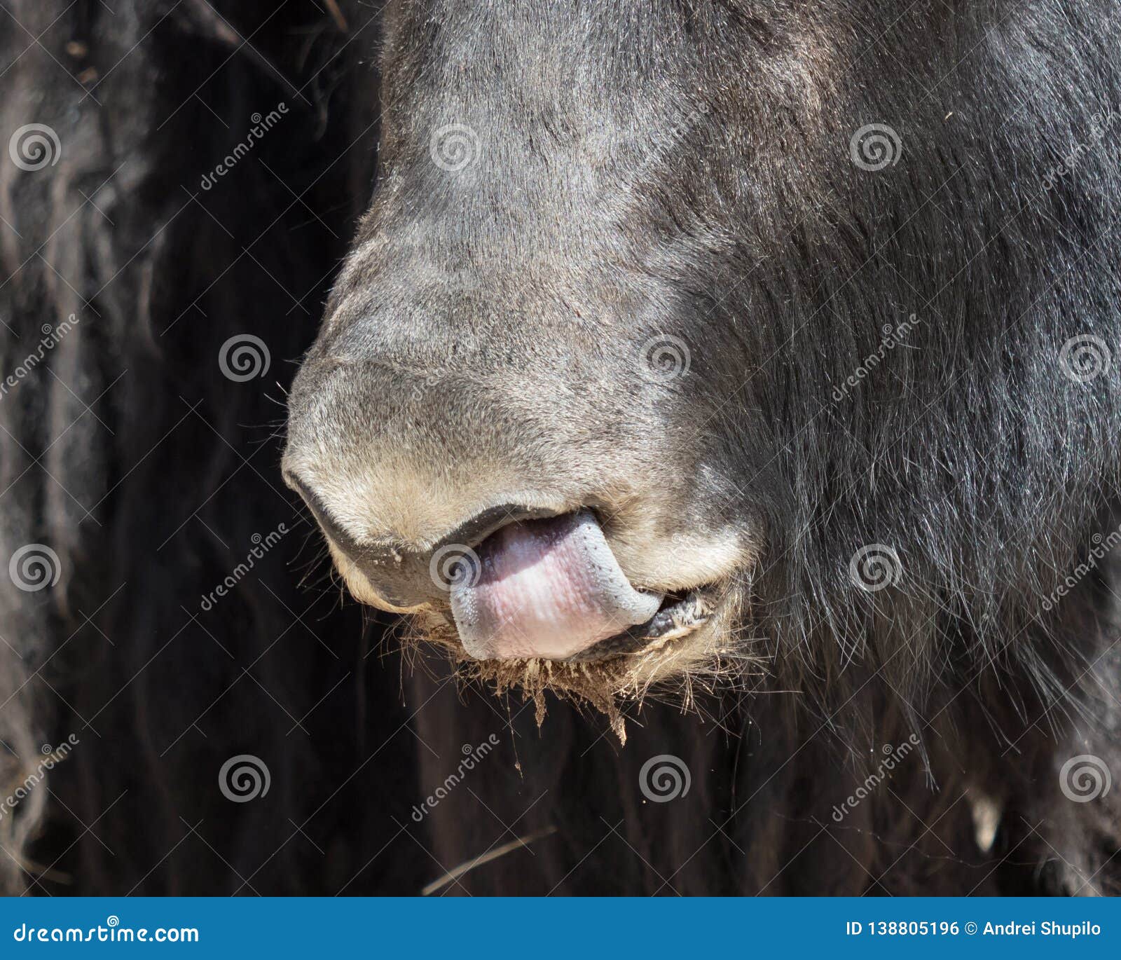 The Bull`s Tongue at the Zoo Stock Photo - Image of outdoor, cattle ...