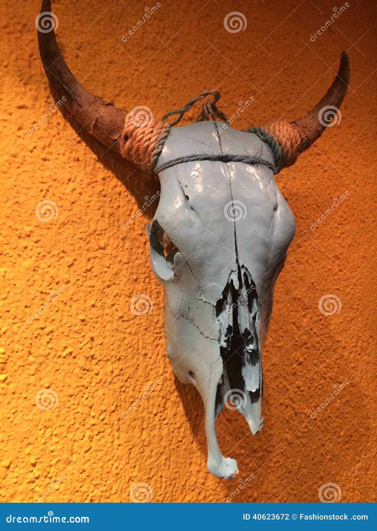 Bull scull on the wall stock photo. Image of mexico, farm - 40623672