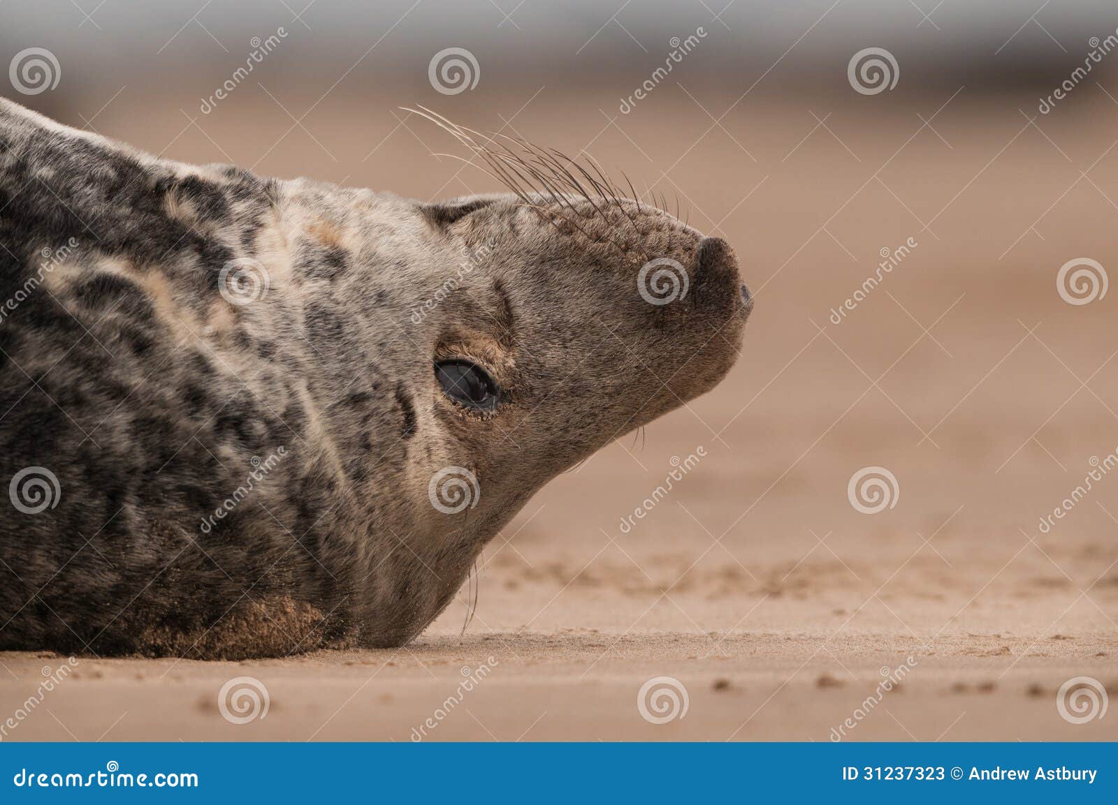 Bull Seal Sunbathing On San Francisco Beach Royalty-Free Stock ...