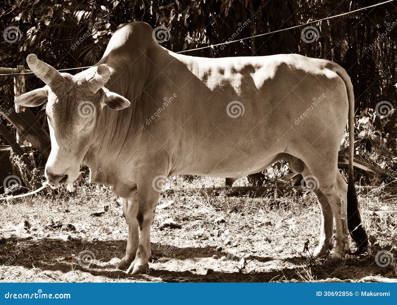 Bull Shape Stock Photo | CartoonDealer.com #30692856