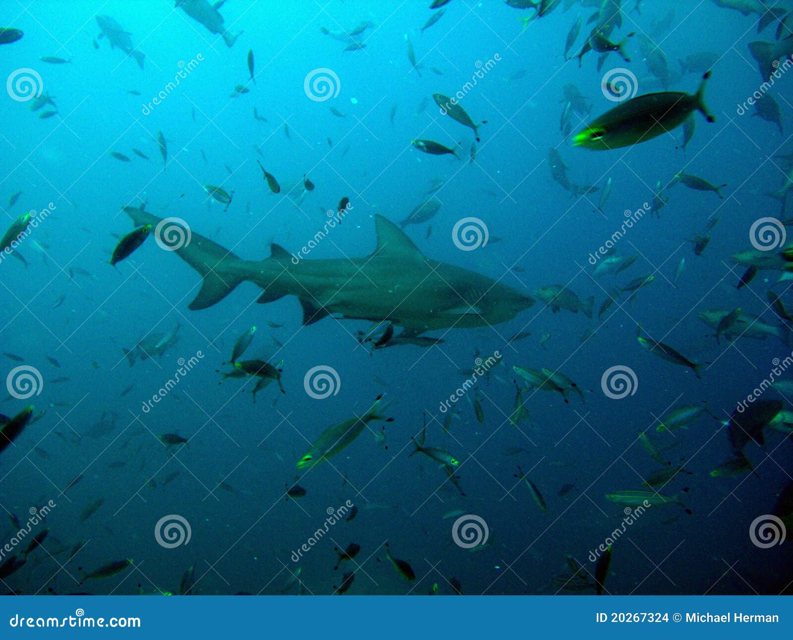Bull Shark And Tropical Fish Royalty-Free Stock Photography ...